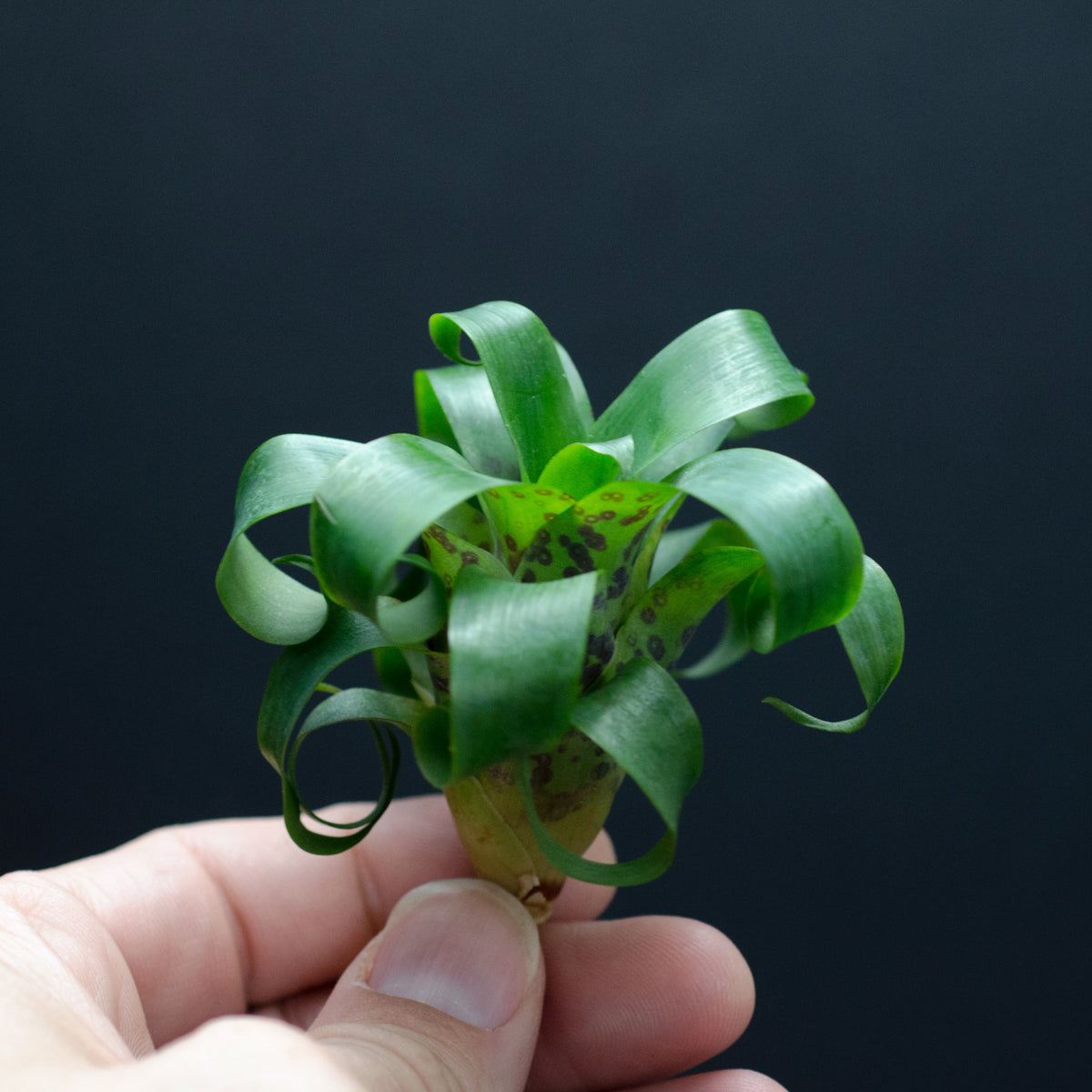 Vriesea Racinae - Miniature Spotted Bromeliad - RARE – The Artizan Way