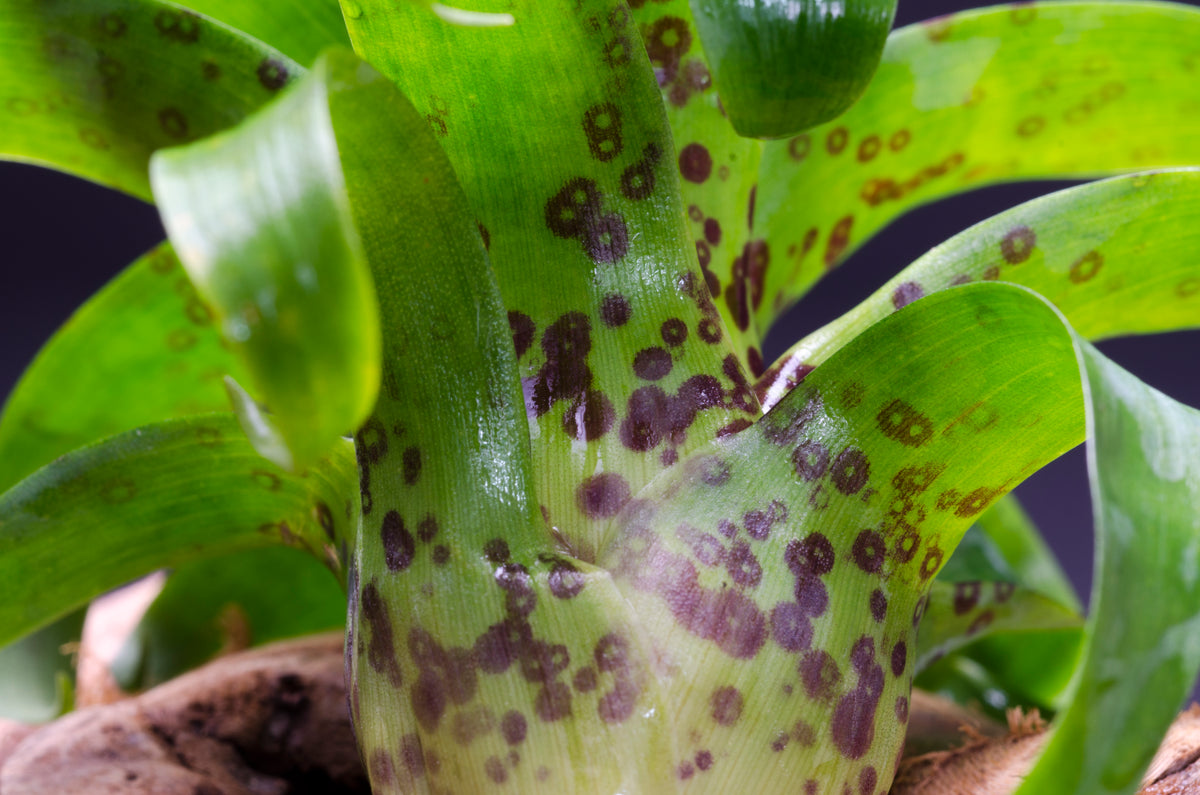 Vriesea Racinae - Miniature Spotted Bromeliad - RARE – The Artizan Way