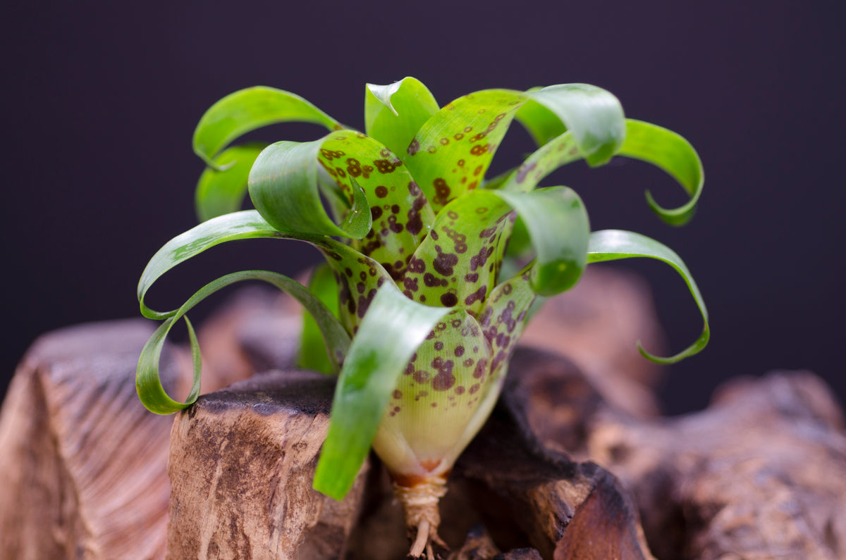 Vriesea Racinae - Miniature Spotted Bromeliad - RARE – The Artizan Way