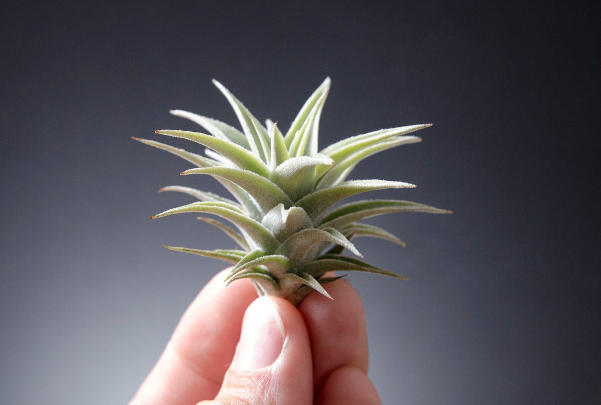 Tillandsia Edithae - Green Form - Rare Air Plant – The Artizan Way