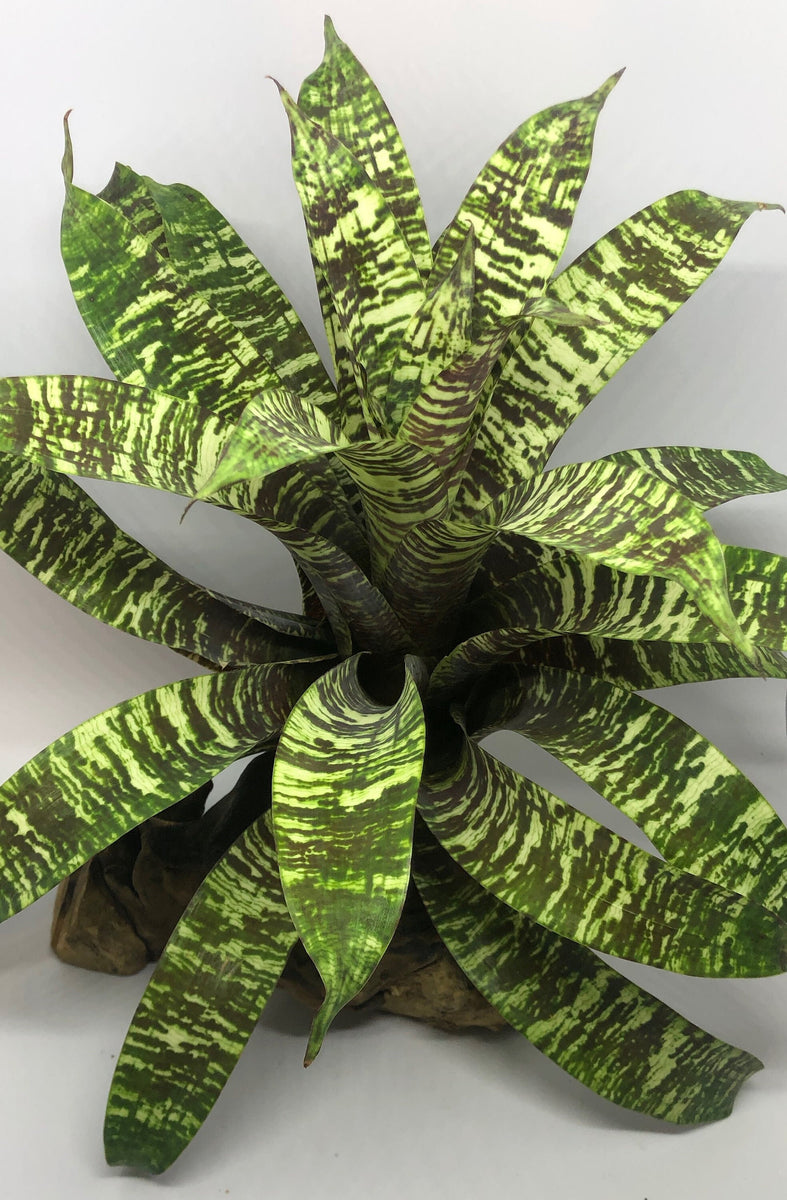 Vriesea Goudaea Ospinae var Gruberi | Bromeliad – The Artizan Way