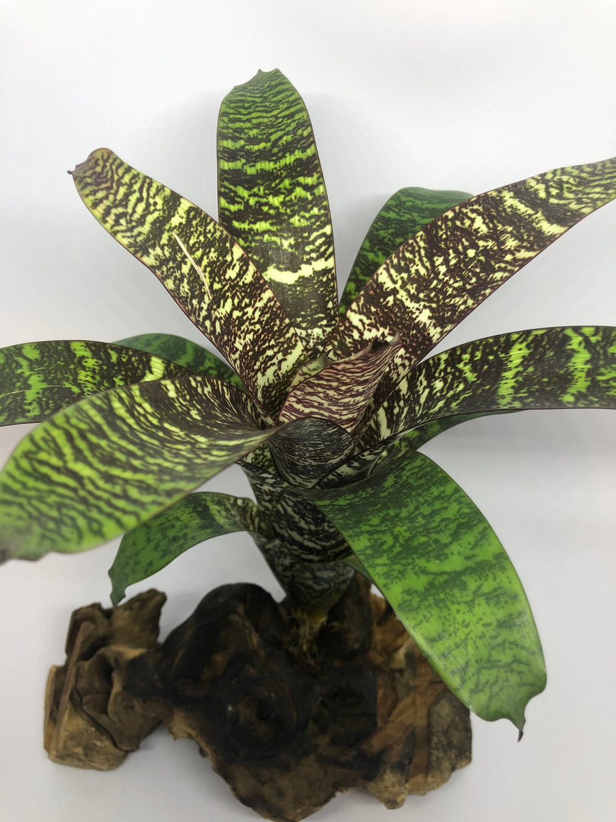 Vriesea Fosteriana | Bromeliad – The Artizan Way